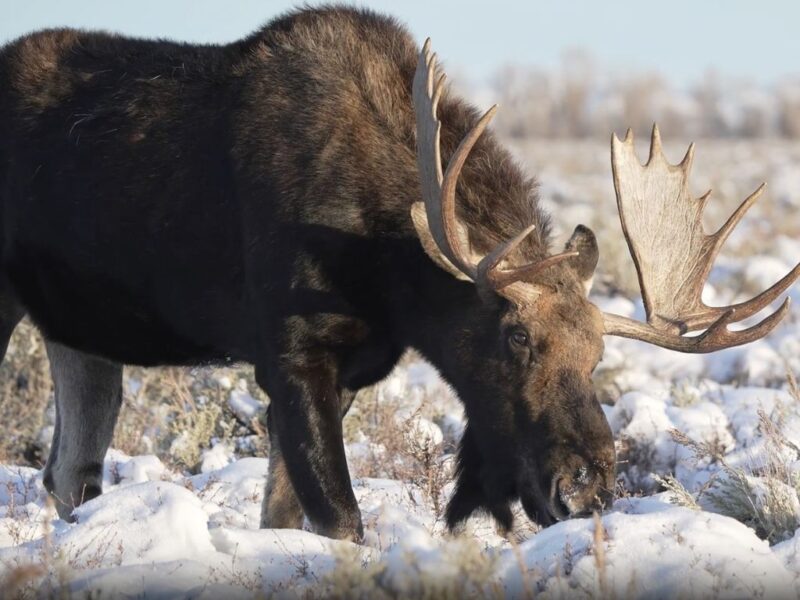 10 of the Most Deadly Animals Found in Montana